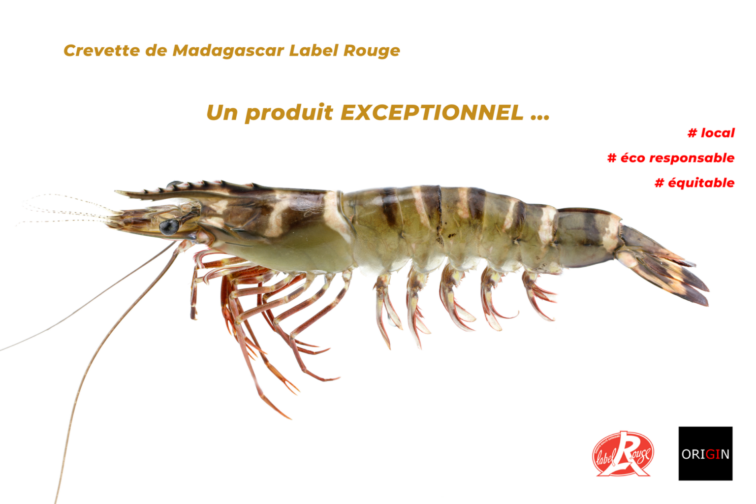 Crevette de Madagascar Label Rouge | oriGIn
